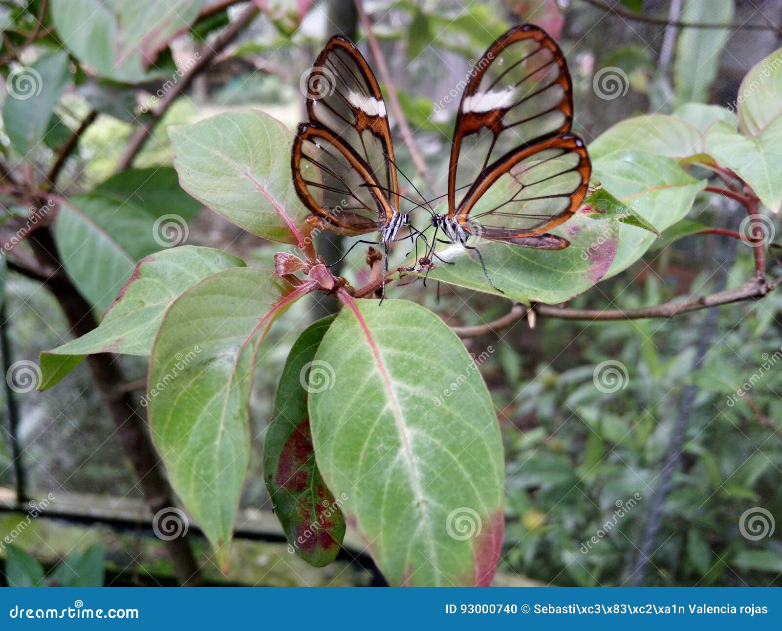 Glasswing butterfly stock photo. Image of wild, glasswing - 93000740