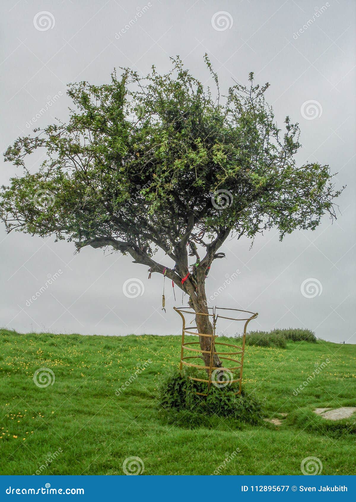 Glastonbury Thorn, England stock image. Image of monogyna - 112895677