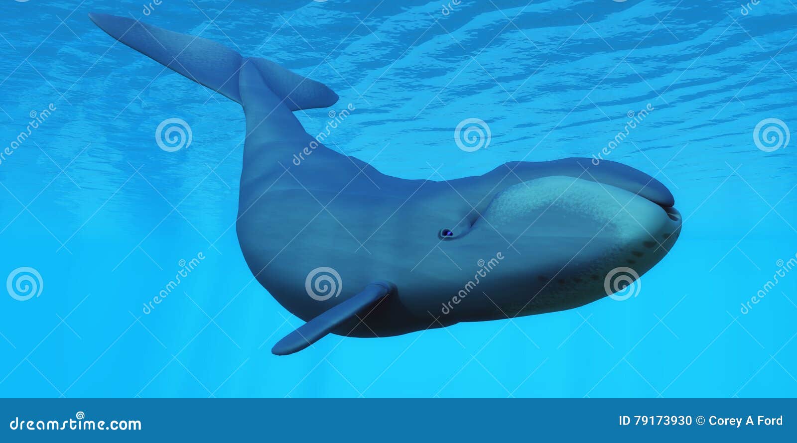 Glattwal stockfoto. Bild von wasser, unterwasser, barten - 79173930