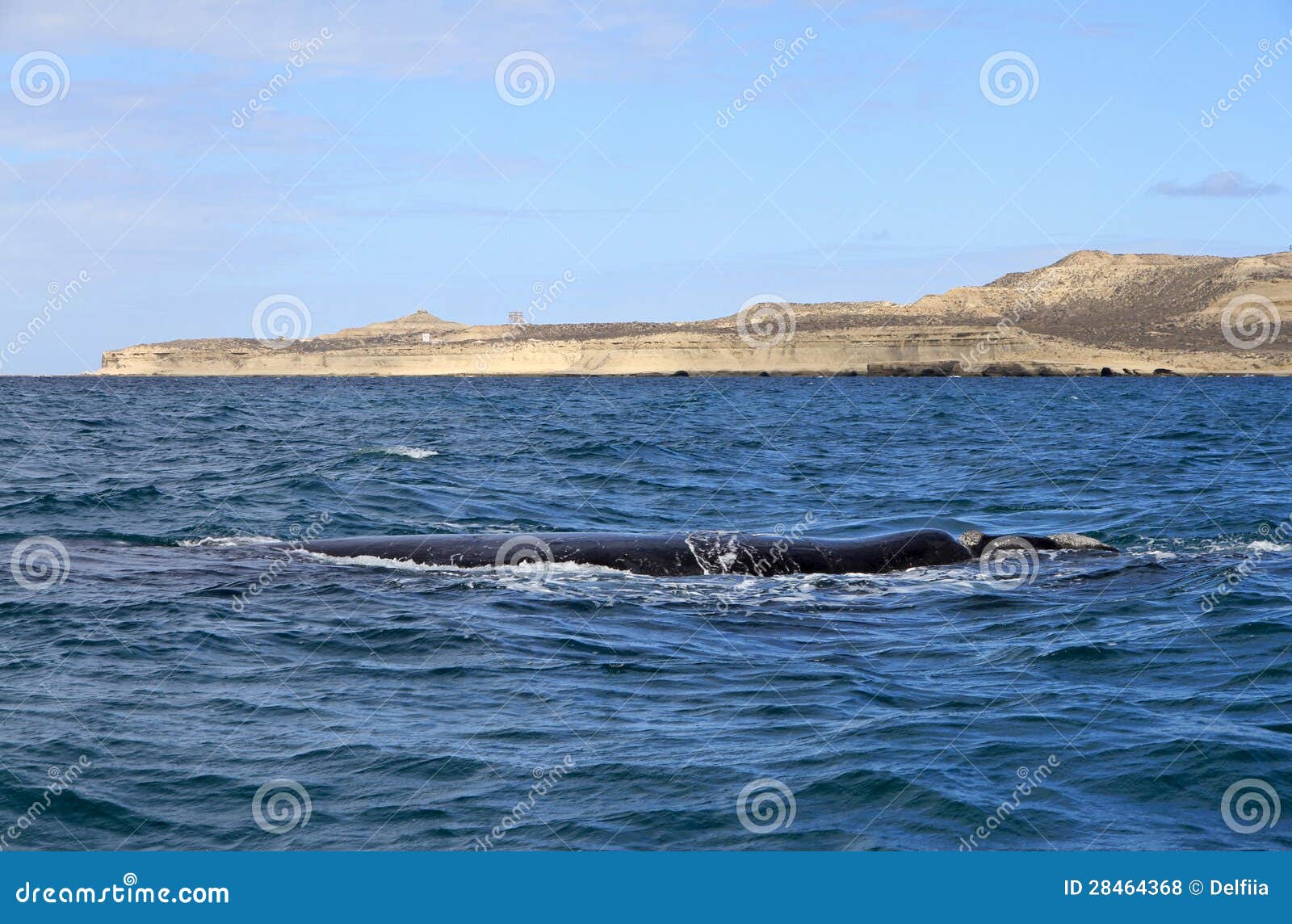 Glattwal Im Atlantik. Puerto Piramides. Stockfoto - Bild von enorm ...