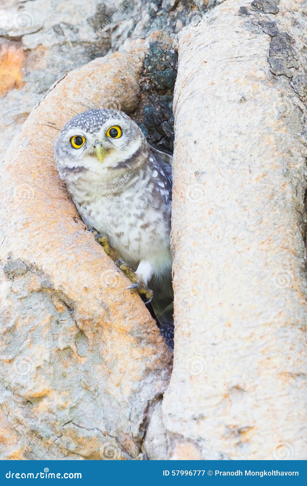 Glaucidium Cuculoides Owl Hide in Tree Hole Stock Image - Image of ...