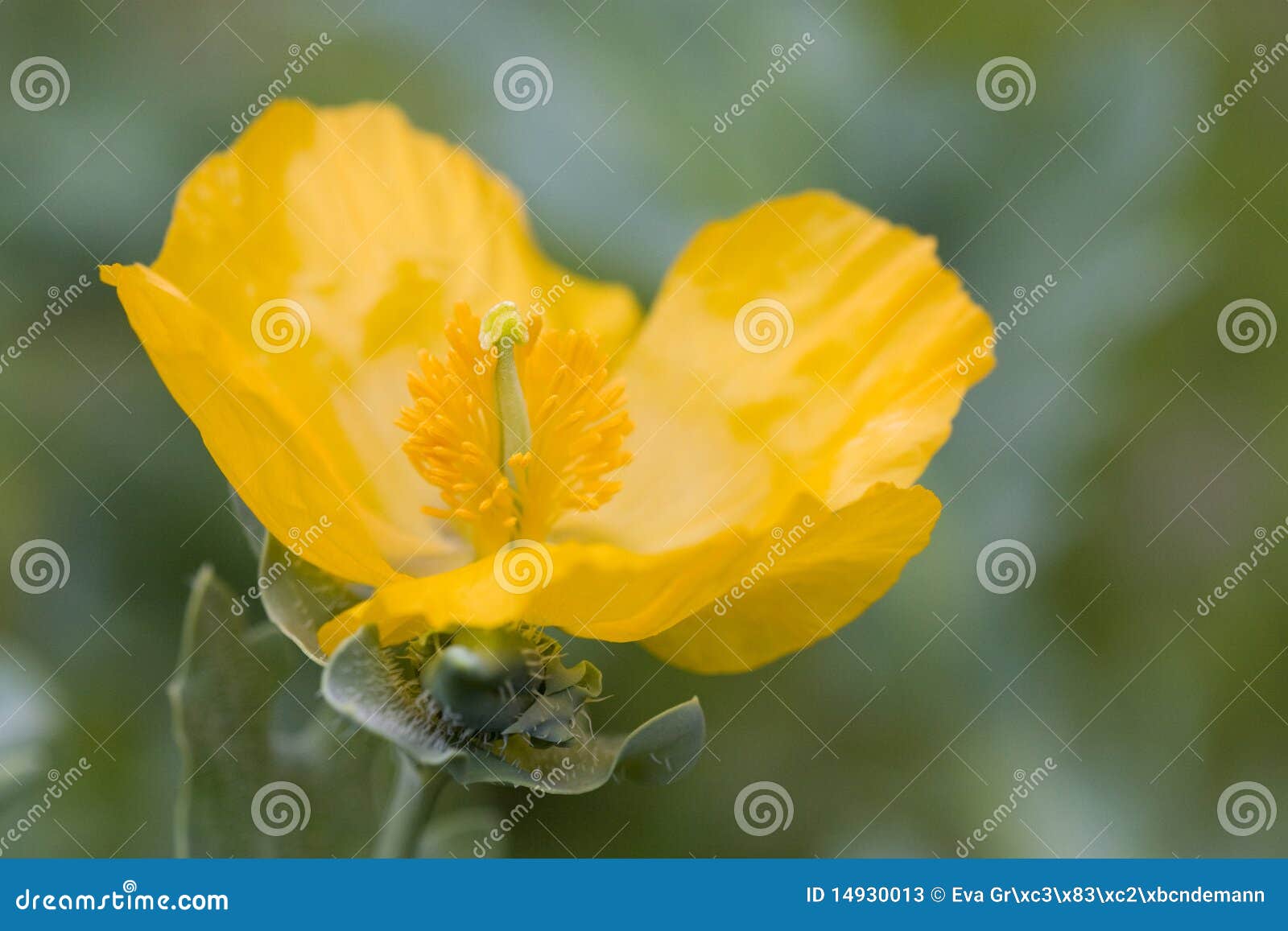 Glaucium flavum Crantz stock image. Image of botany, yellow - 14930013