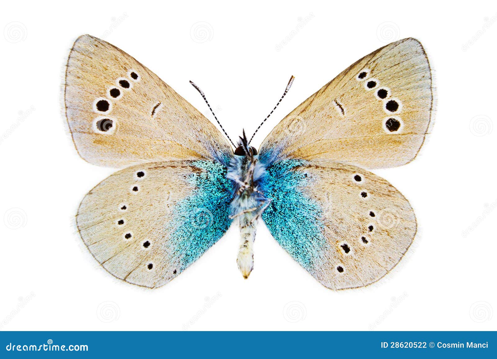 466 Green Underside Blue Butterfly Stock Photos - Free & Royalty-Free ...