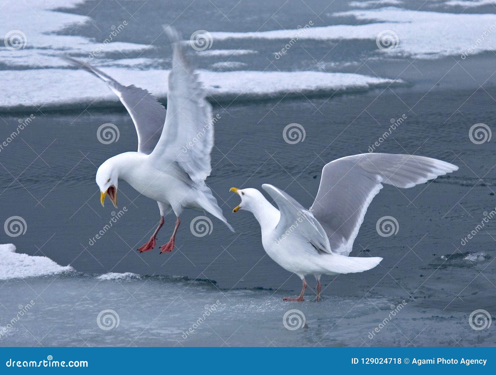 Glaucous Gull, Grote Burgemeester, Larus Hyperboreus Stock Photo ...