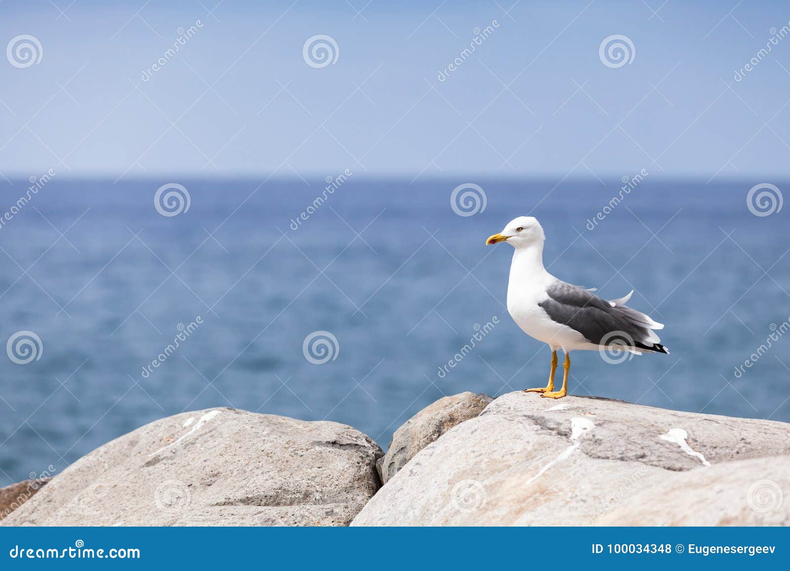 Glaucous Gull Larus Hyperboreus Stock Photo - Image of rock, ocean ...