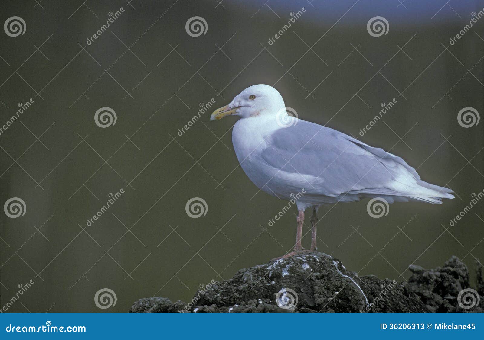 Glaucous Gull, Larus Hyperboreus Stock Image - Image of hyperboreus ...