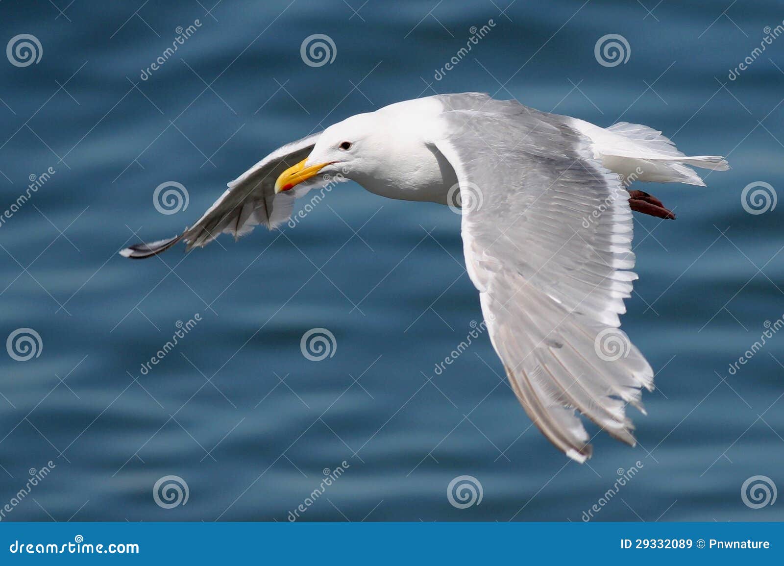 Glaucous-winged Gull in Flight Stock Image - Image of gulls, nature ...