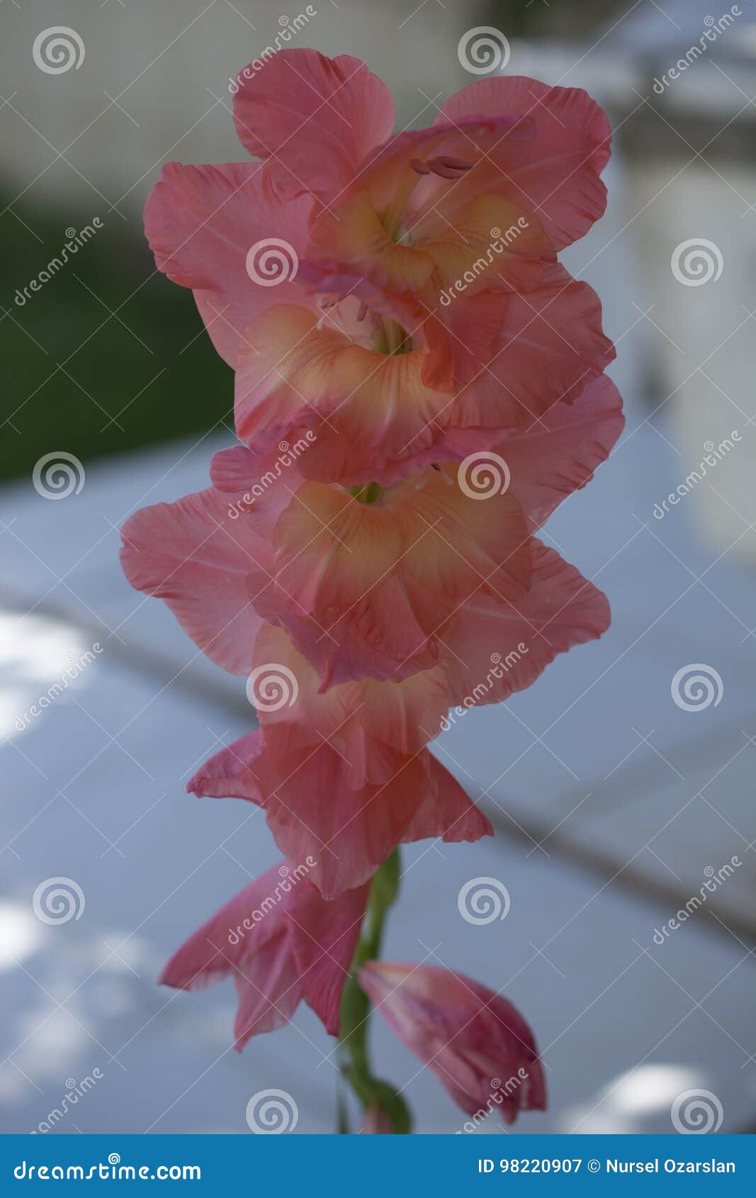 Glayol flower stock image. Image of leaf, seed, summer - 98220907