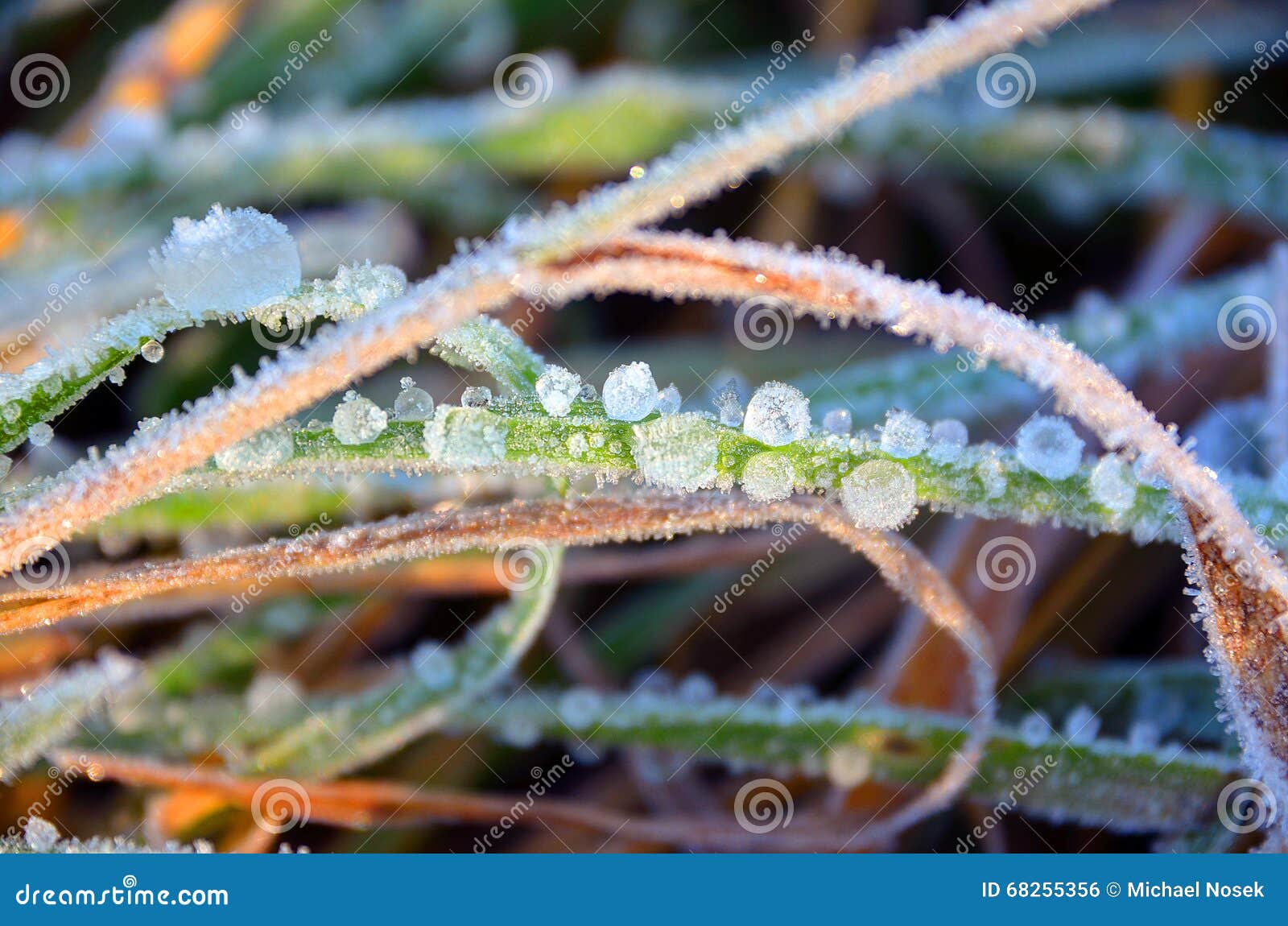 Glaze ice grass stock photo. Image of marble, globule - 68255356