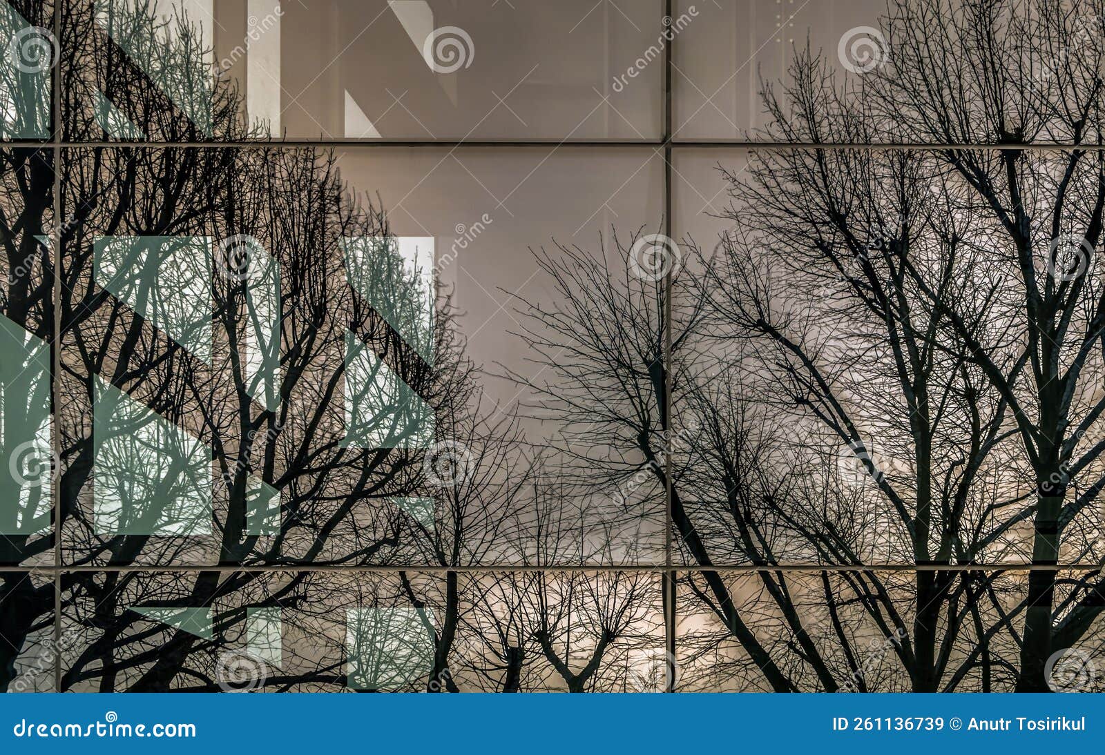 Glazed Wall of a Building with Reflection of Bare Tree Branches in ...