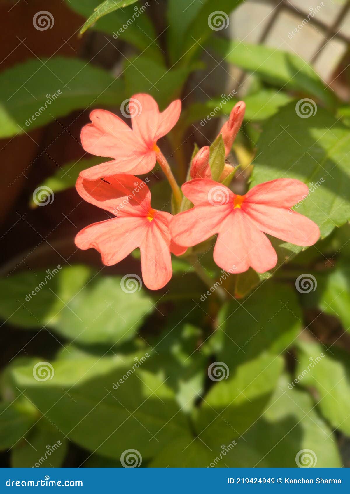 Gleam Orange Flower stock image. Image of green, wildflower - 219424949