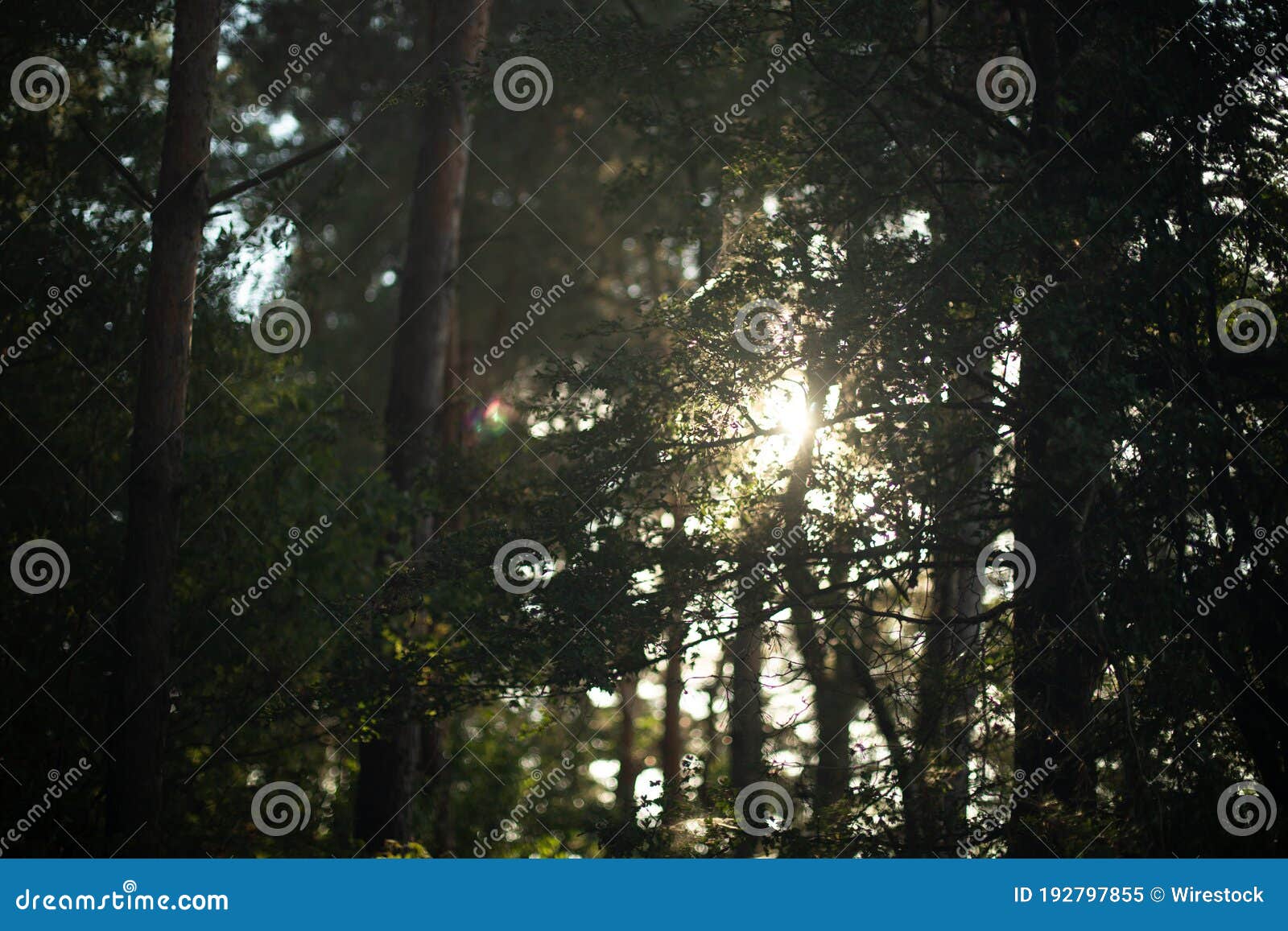 Gleaming Sunset Shining through the Trees in the Forest Stock Image ...