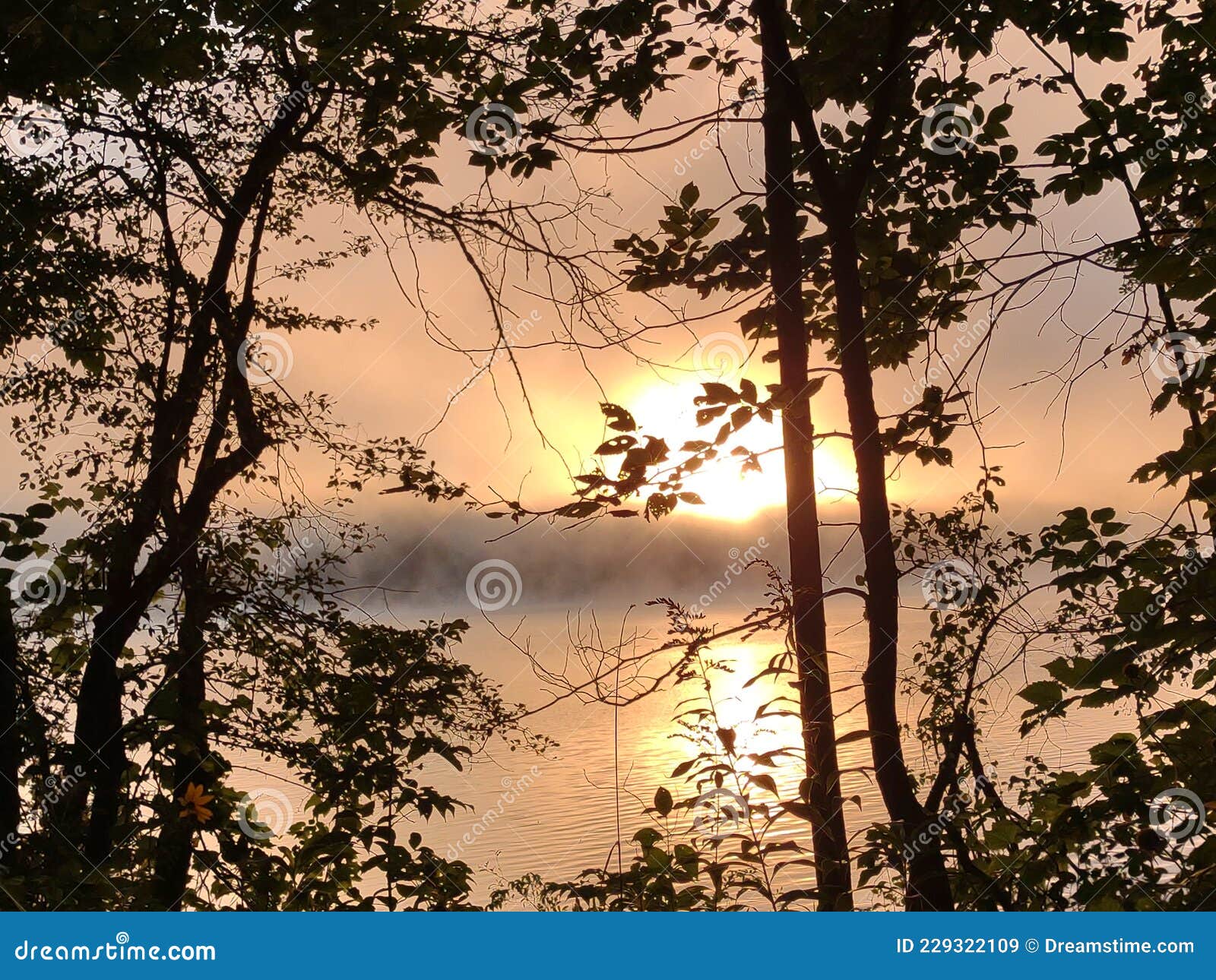 Gleaming sunshine sunrise stock image. Image of branch - 229322109