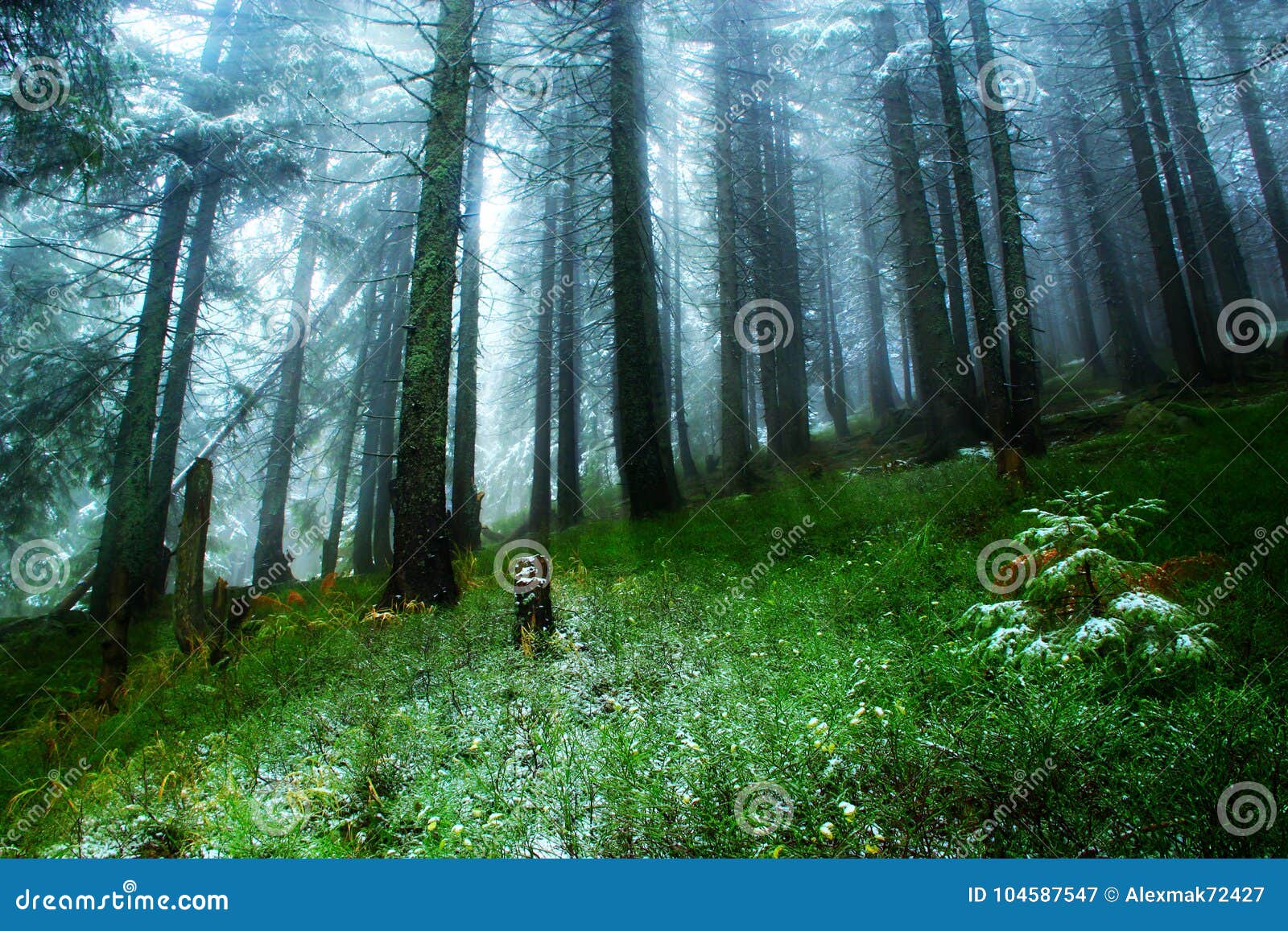 Gleams in the Green Forest with Fur-trees after the First Snow Stock ...