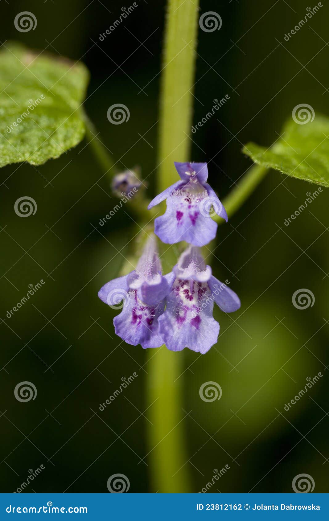 Glechoma Hederacea Royalty-Free Stock Photography | CartoonDealer.com ...