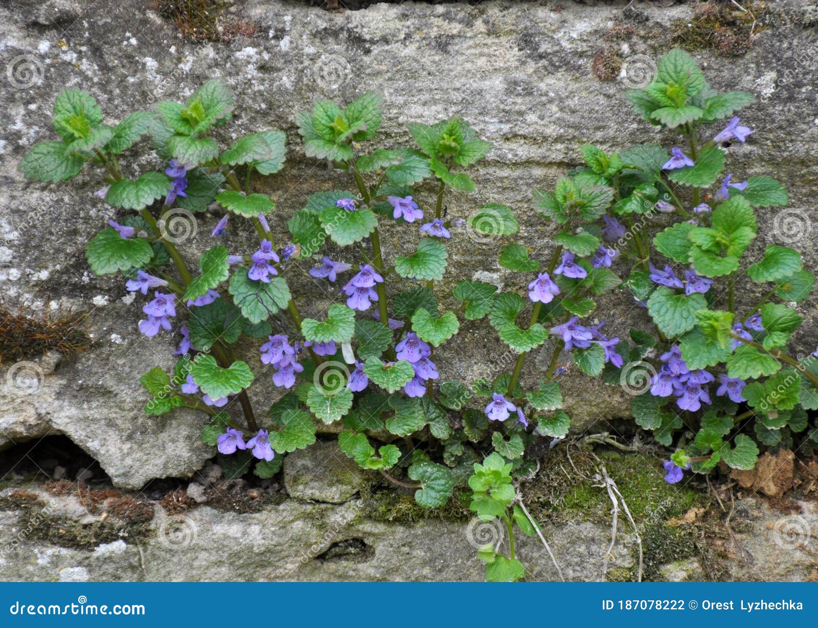 Glechoma Hederacea Blooms in Nature in Spring Stock Photo - Image of ...
