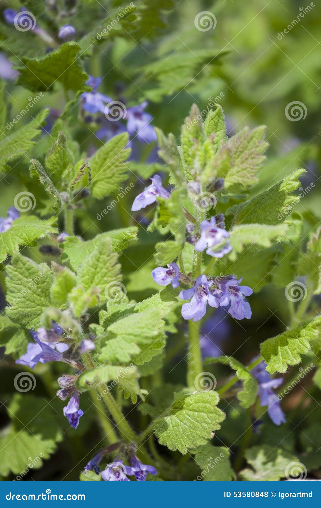 Glechoma stock photo. Image of creeping, blooming, bloom - 53580848