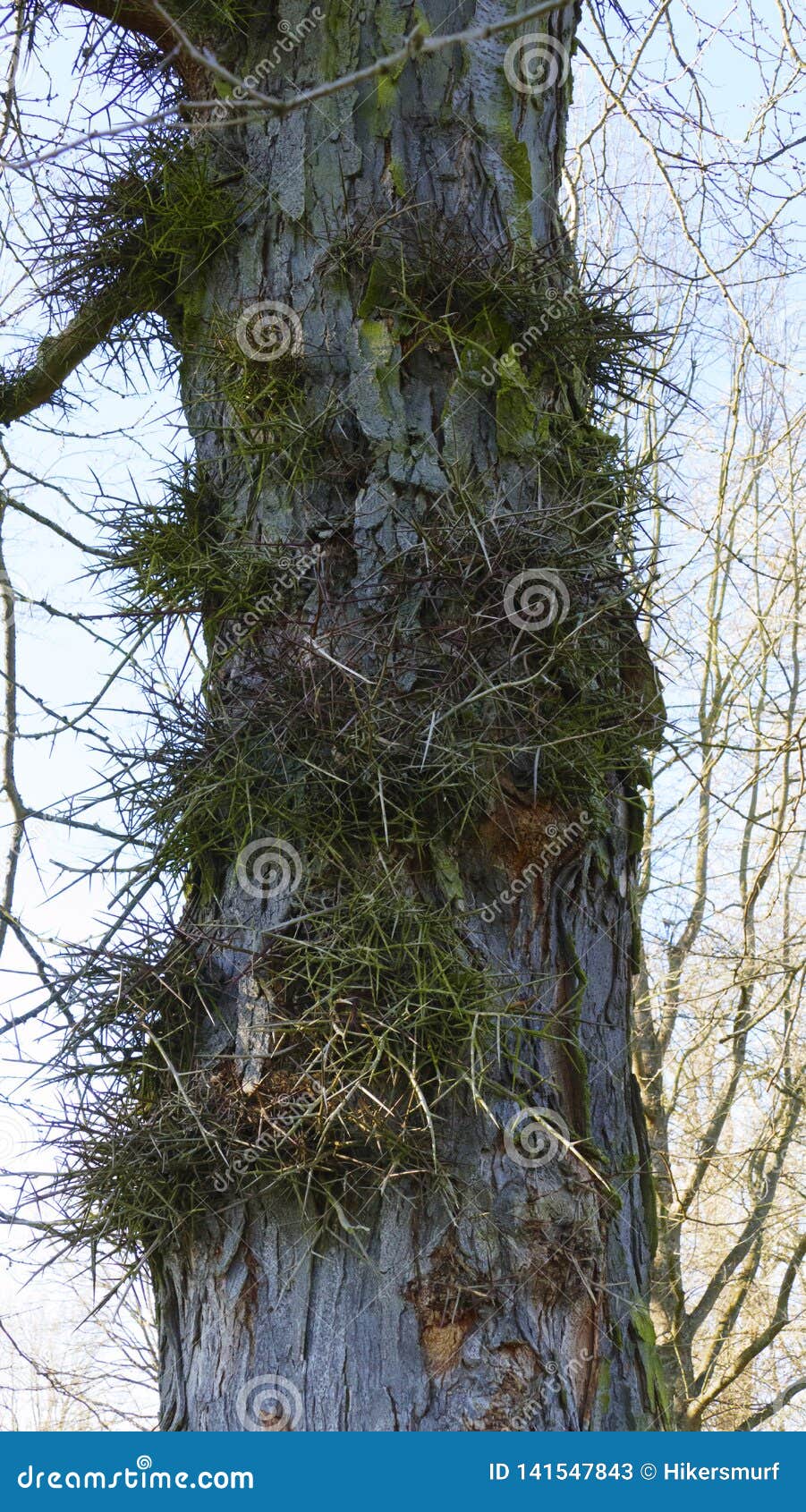 Gleditschie Tree, Leather Shell Tree with Long Stings, Thorns in Bark ...