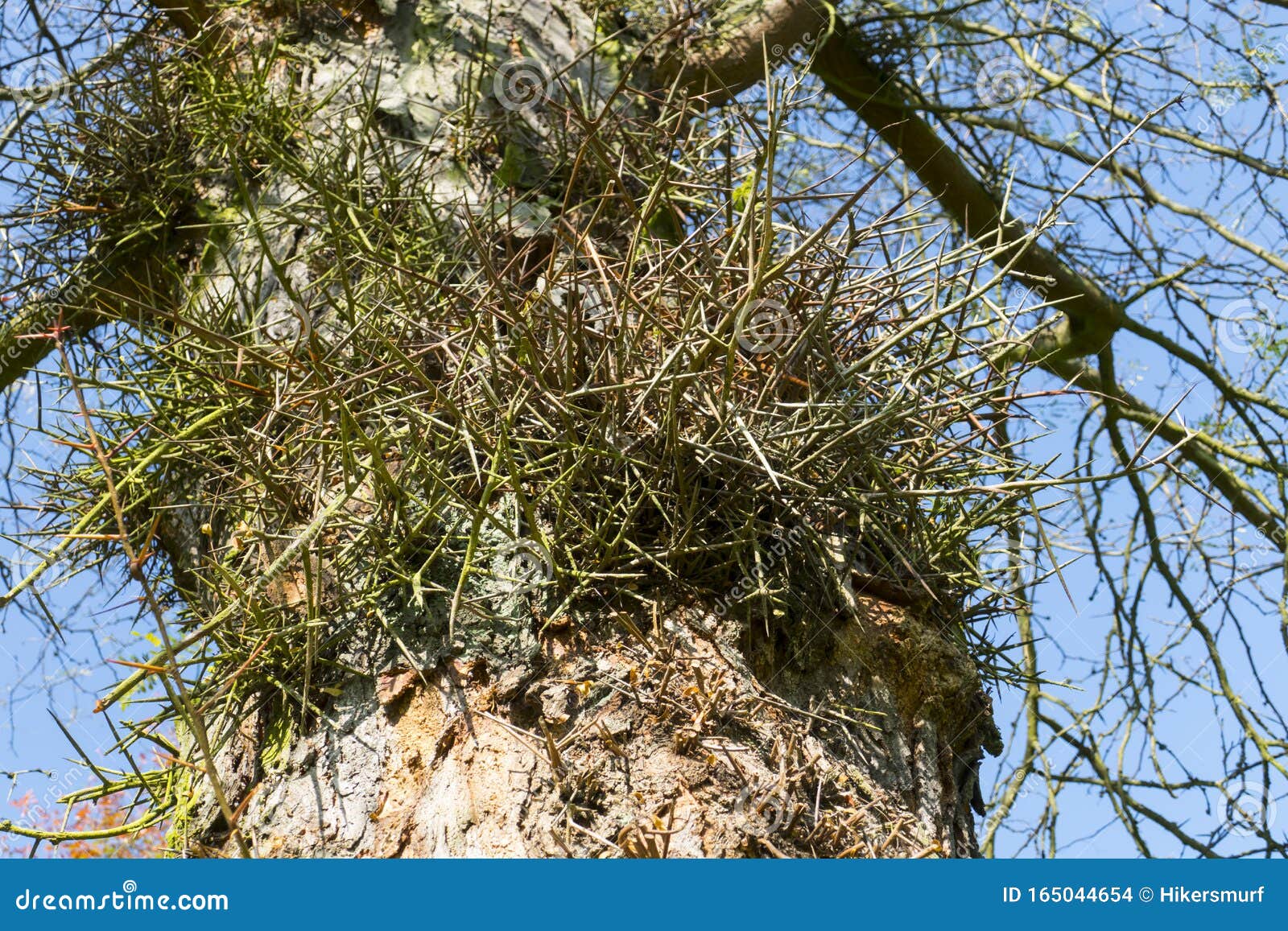Gleditschie Tree, Leather Shell Tree with Long Stings, Thorns in Bark ...