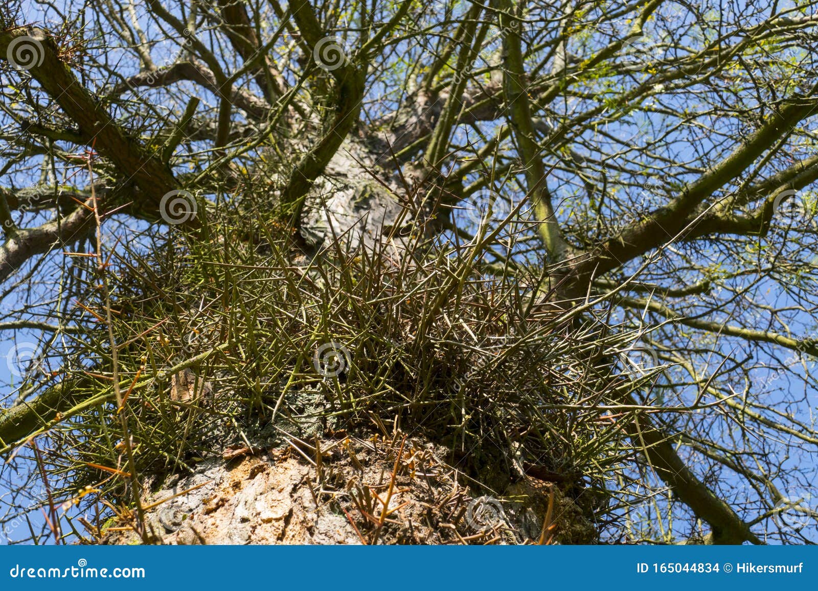 Gleditschie Tree, Leather Shell Tree with Long Stings, Thorns in Bark ...