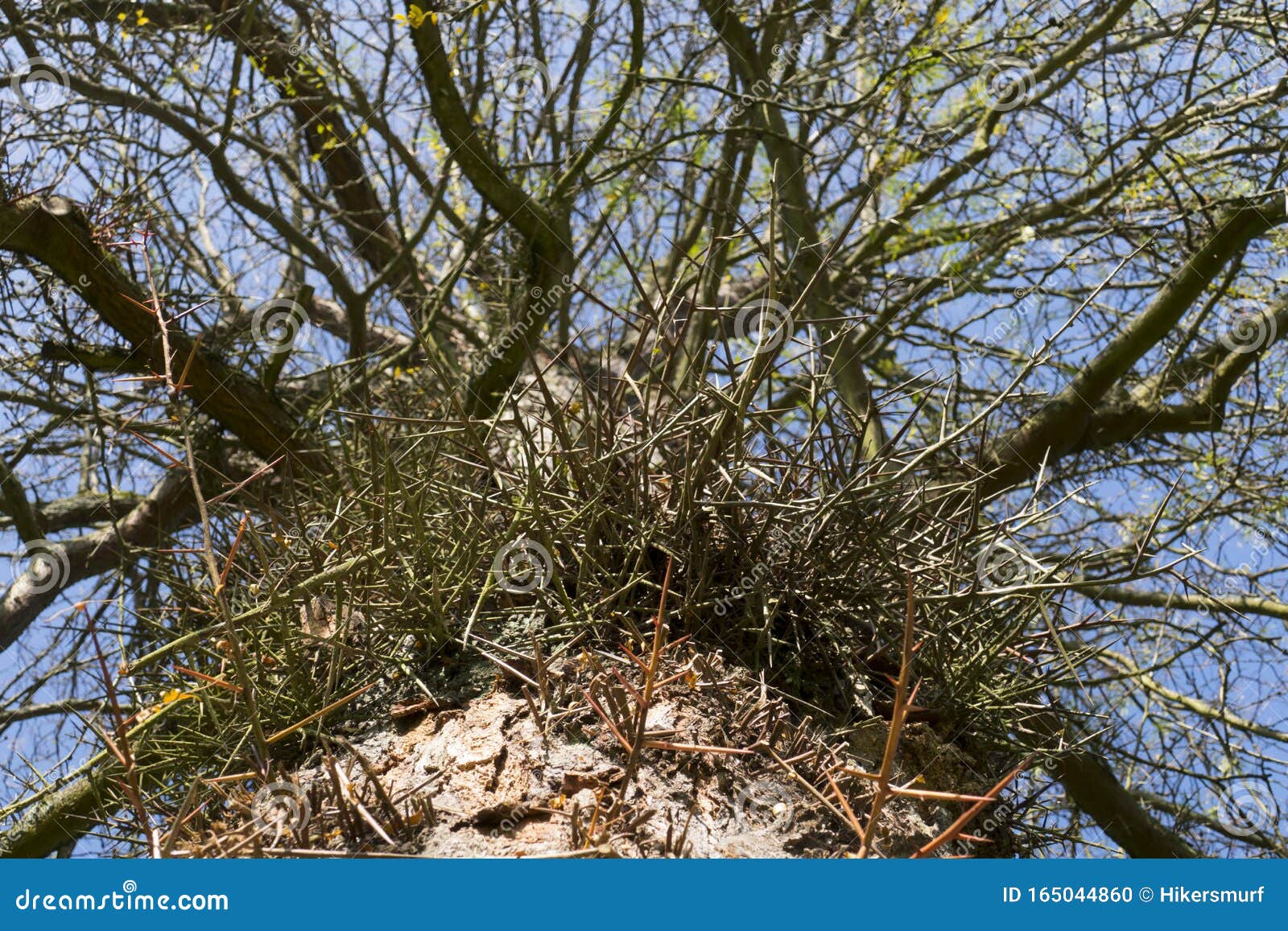 Gleditschie Tree, Leather Shell Tree With Long Stings, Thorns In Bark ...