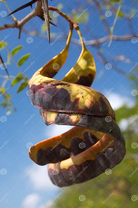 Gleditsia Sinensis Lam.,bean. Stock Photo - Image of hemsl, gleditsia ...