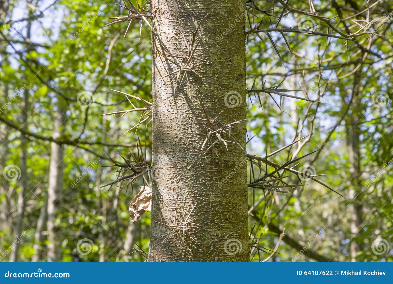 Gleditsia Triacanthos in Abkhazia, Spiny Tree Stock Photo - Image of ...