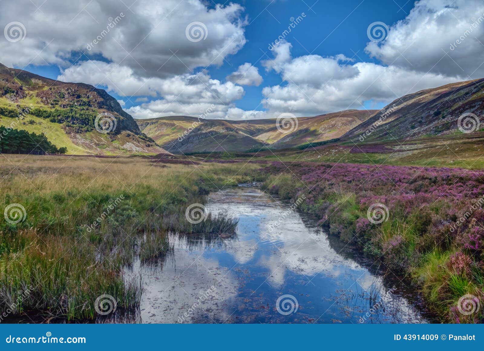 Bloom Marsh Scotland Stock Photos - Free & Royalty-Free Stock Photos ...