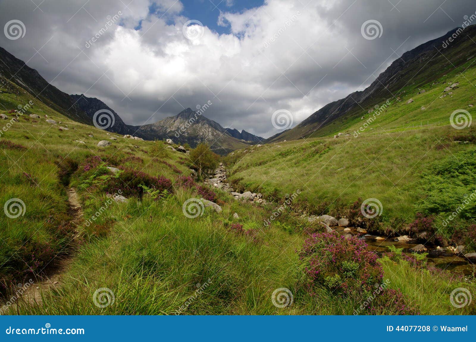 Glen Rosa on Arran, Scotland Stock Photo - Image of heather, rosa: 44077208