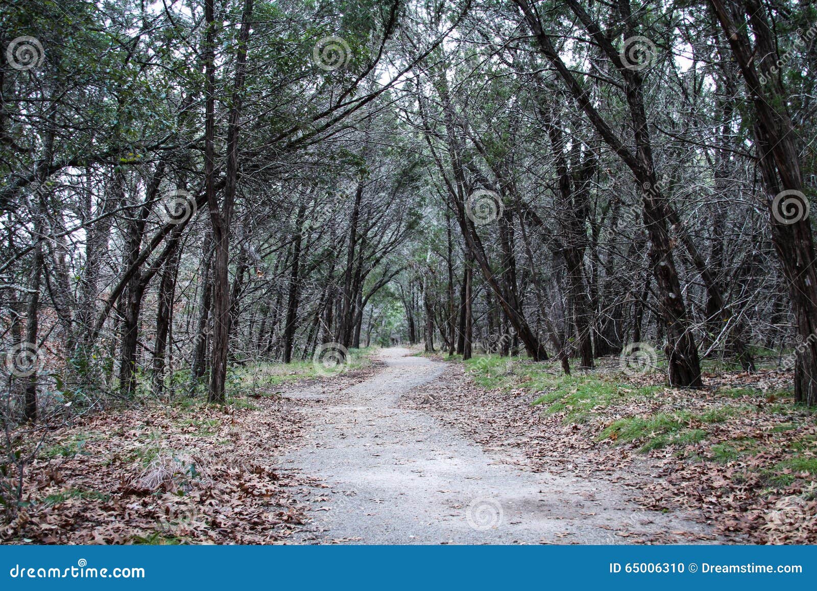 Glen Rose Texas stock photo. Image of overlooking, louisiana - 65006310