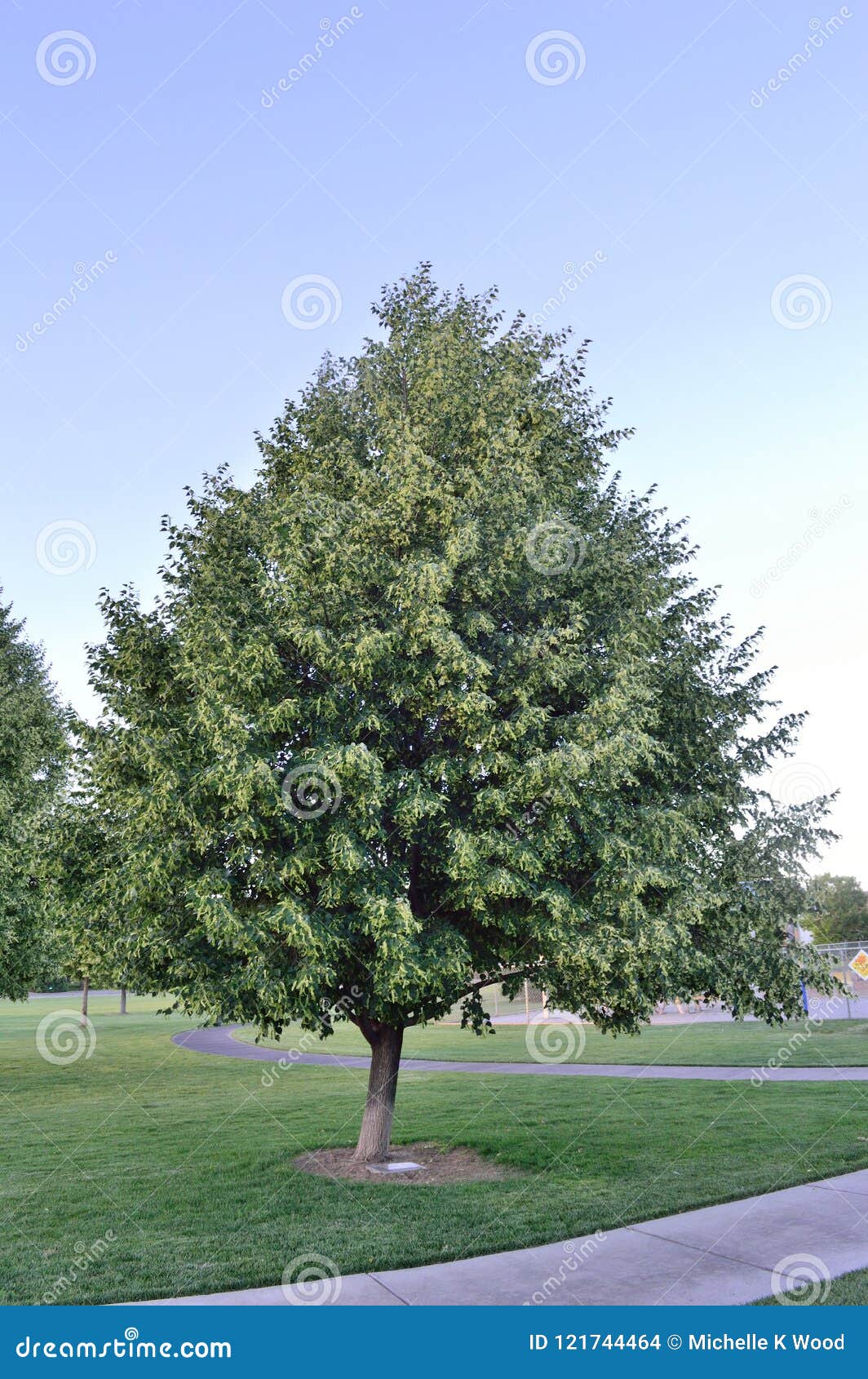 Glenleven Linden Tree foto de stock. Imagem de crescimento - 121744464