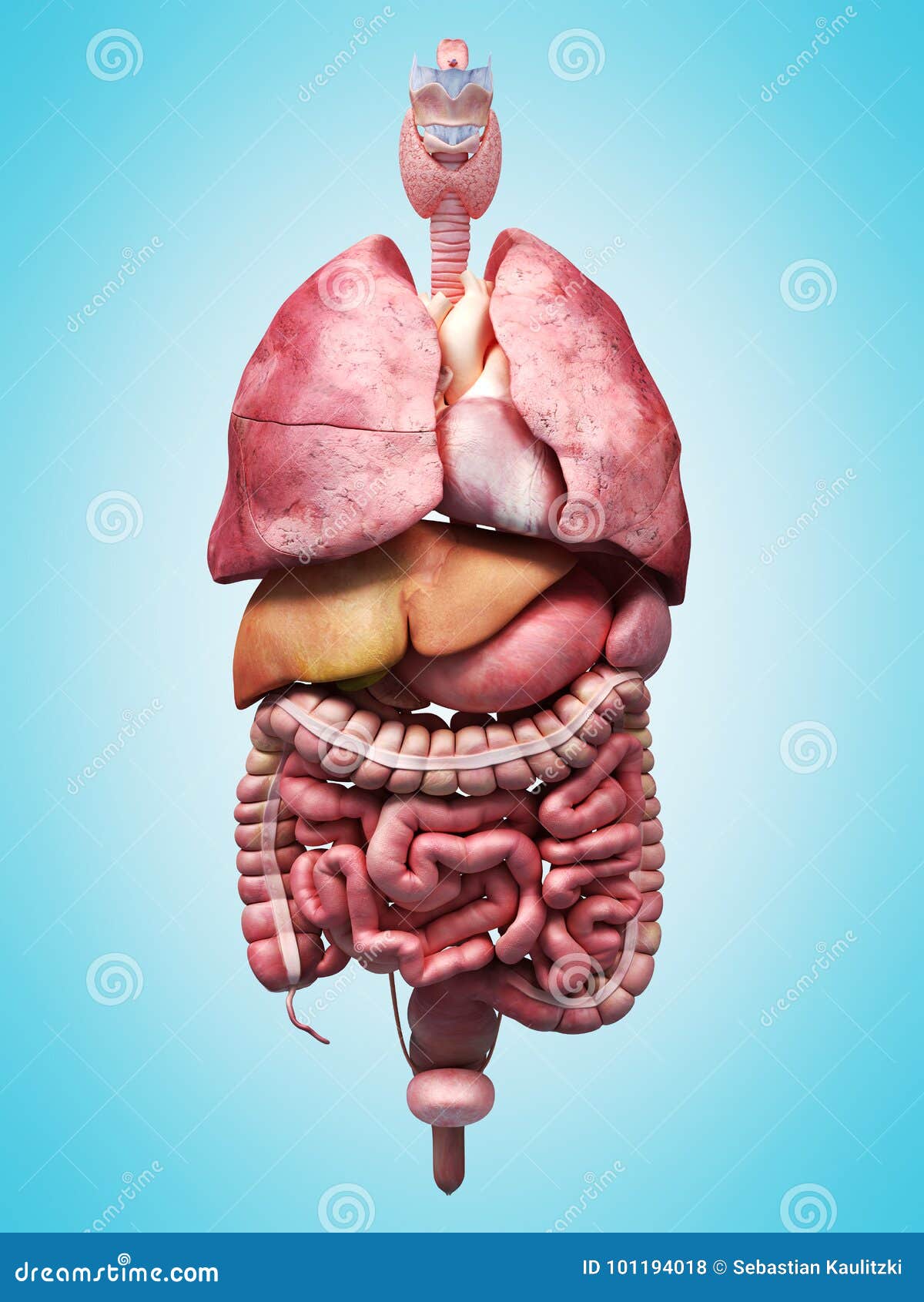 Organi Illustrazioni, Vettoriali E Clipart Stock – (15,126 ...