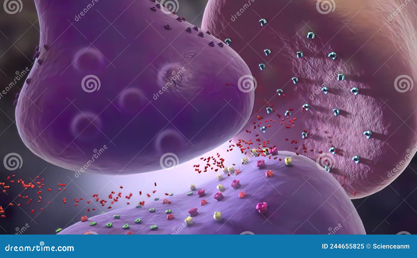 Glial Cells of the Nervous System Release Transmitters To Release ...