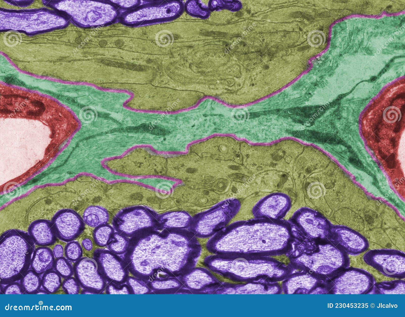 Glial limiting membrane stock image. Image of cytological - 230453235