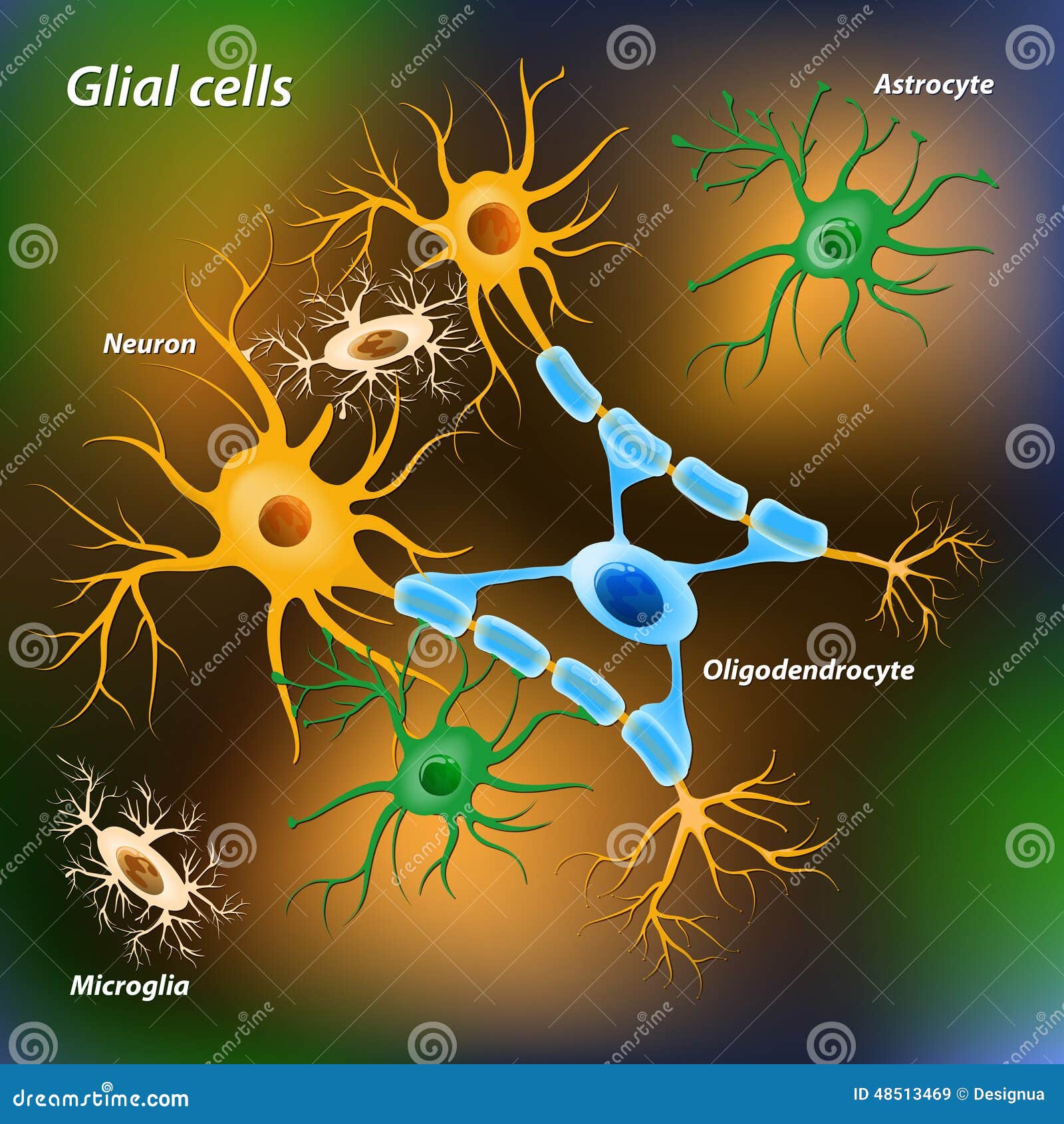 Gliazellen vektor abbildung. Illustration von neuronen - 48513469