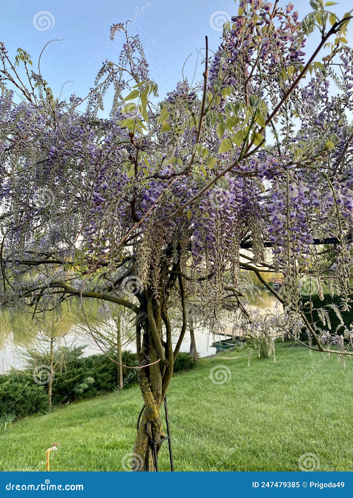Beautiful purple liana stock image. Image of liana, spring - 247479385