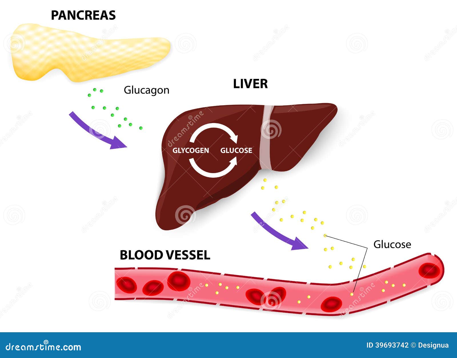 Glicogeno E Glucosio Del Glucagone Illustrazione Vettoriale ...