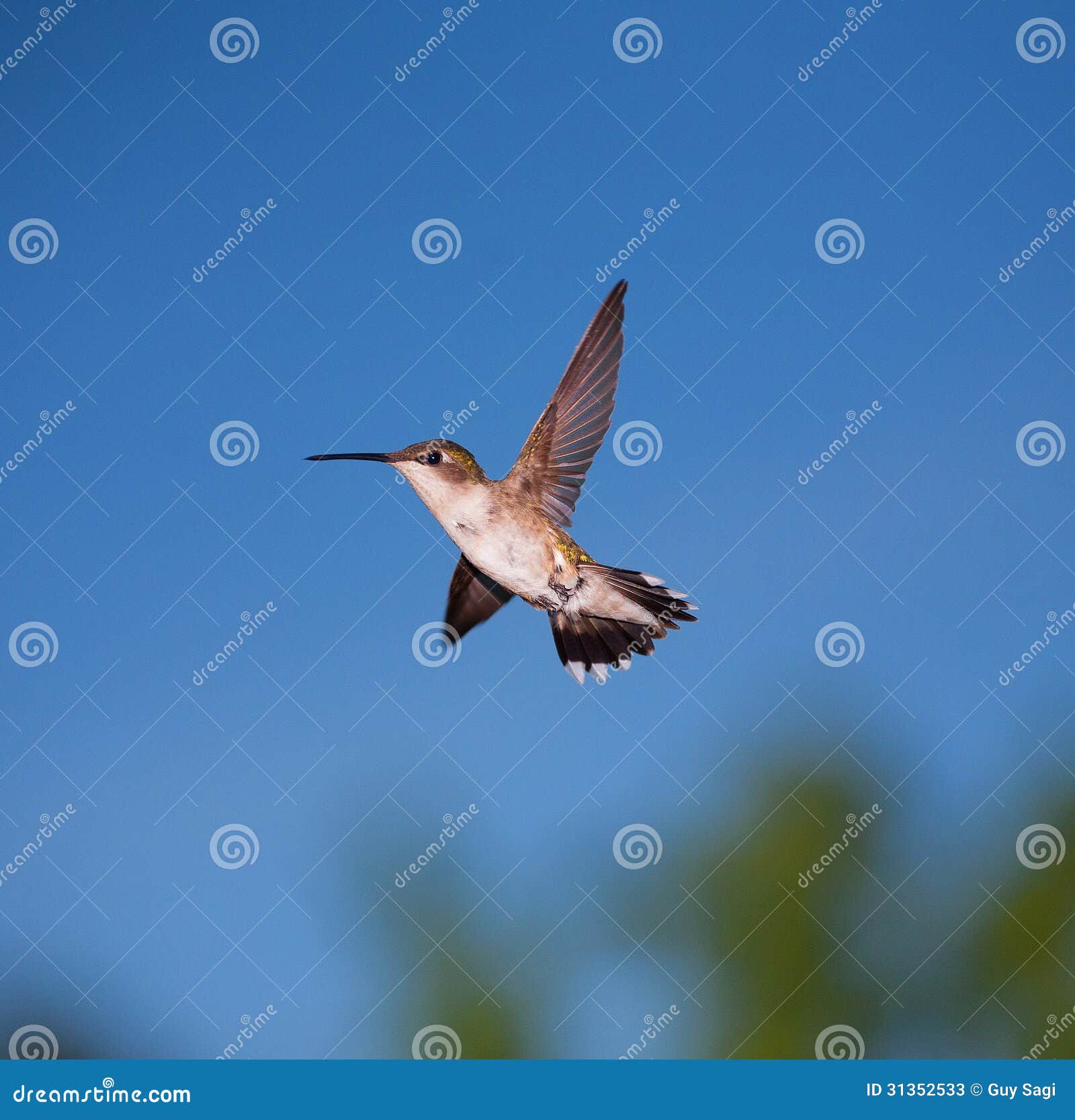 Glide path stock image. Image of animal, wild, feathers - 31352533