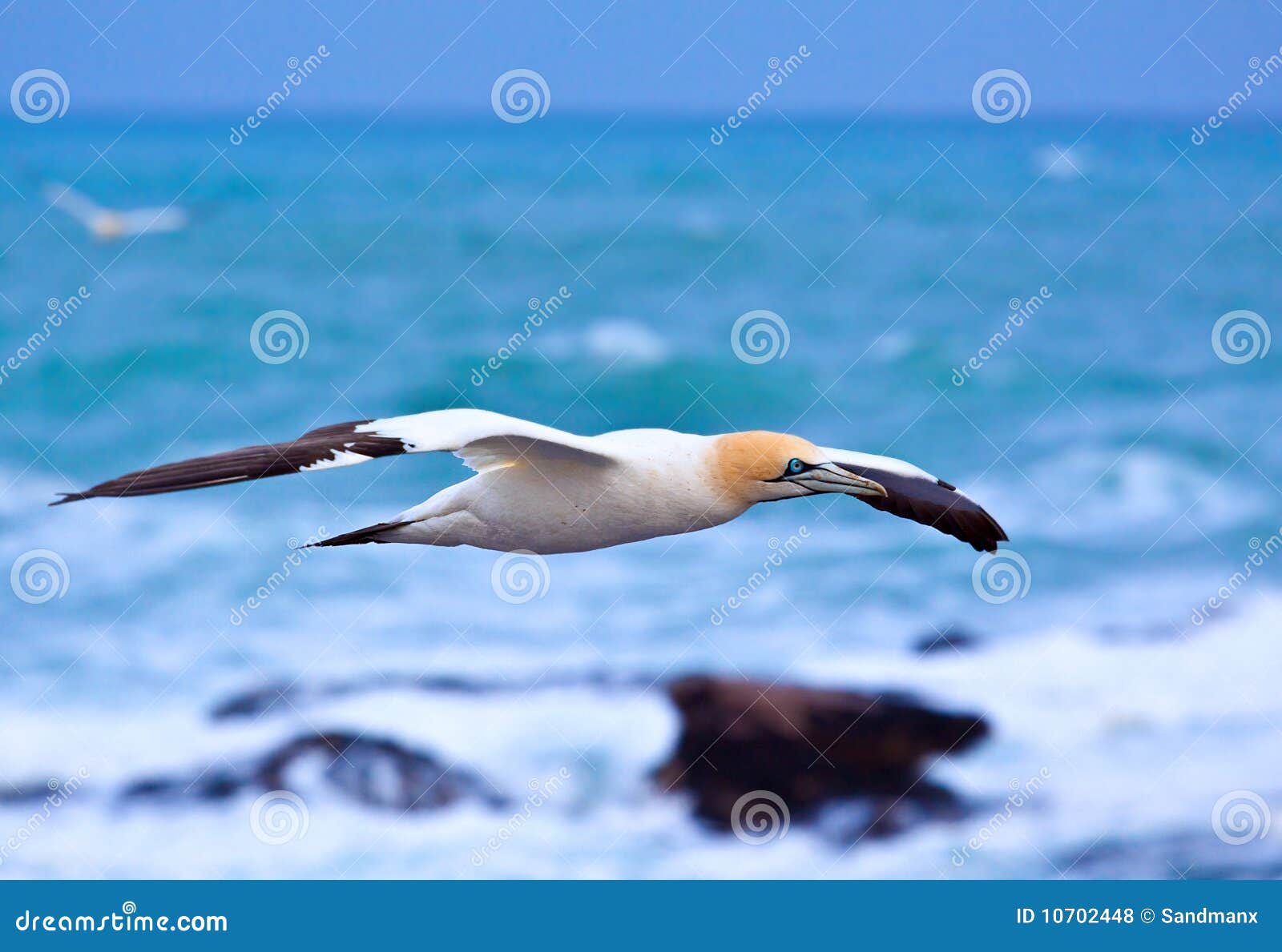 Glider stock photo. Image of soaring, africa, malgas - 10702448