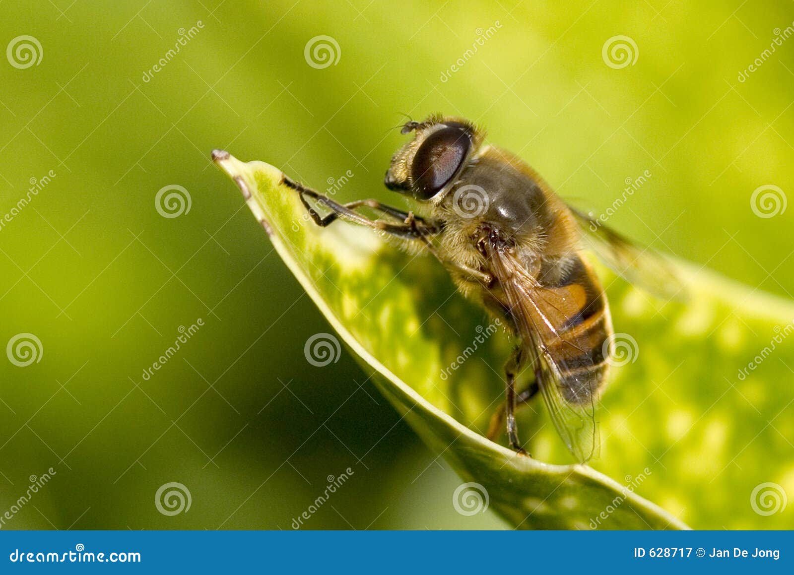 Glider Fly stock image. Image of green, life, jong, glider - 628717