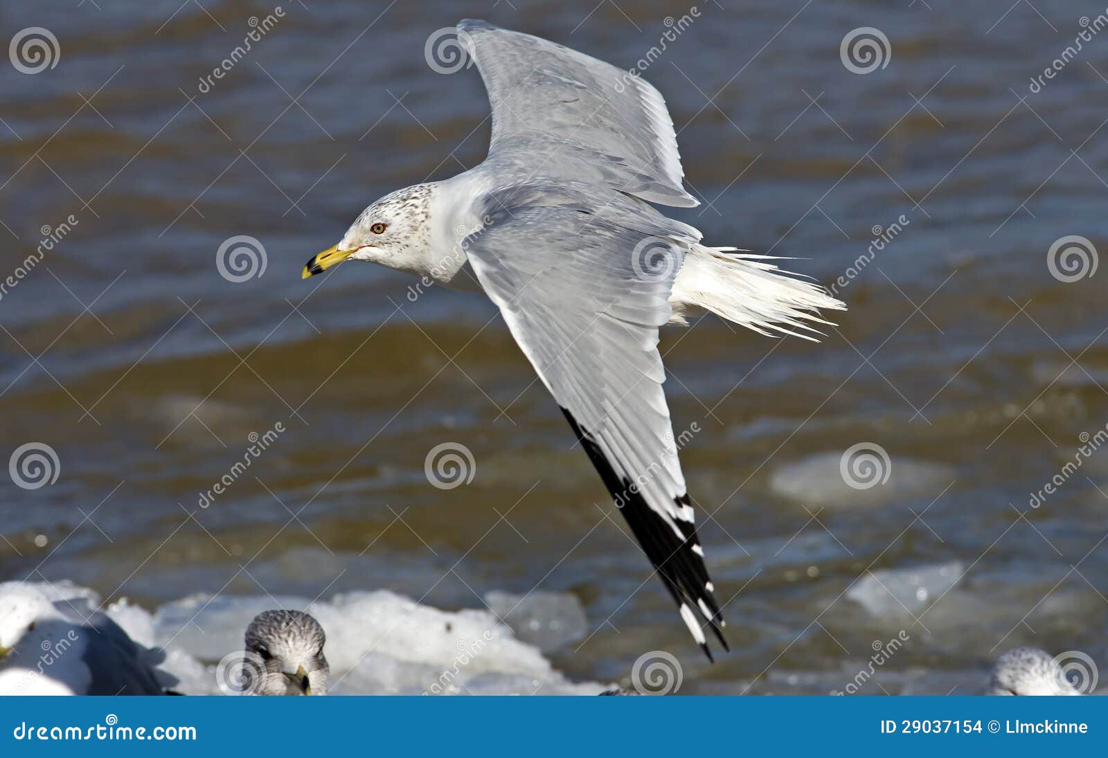 Gliding Gull stock photo. Image of nature, gliding, wildlife - 29037154