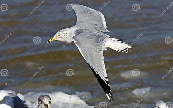 Gliding Gull stock photo. Image of nature, gliding, wildlife - 29037154