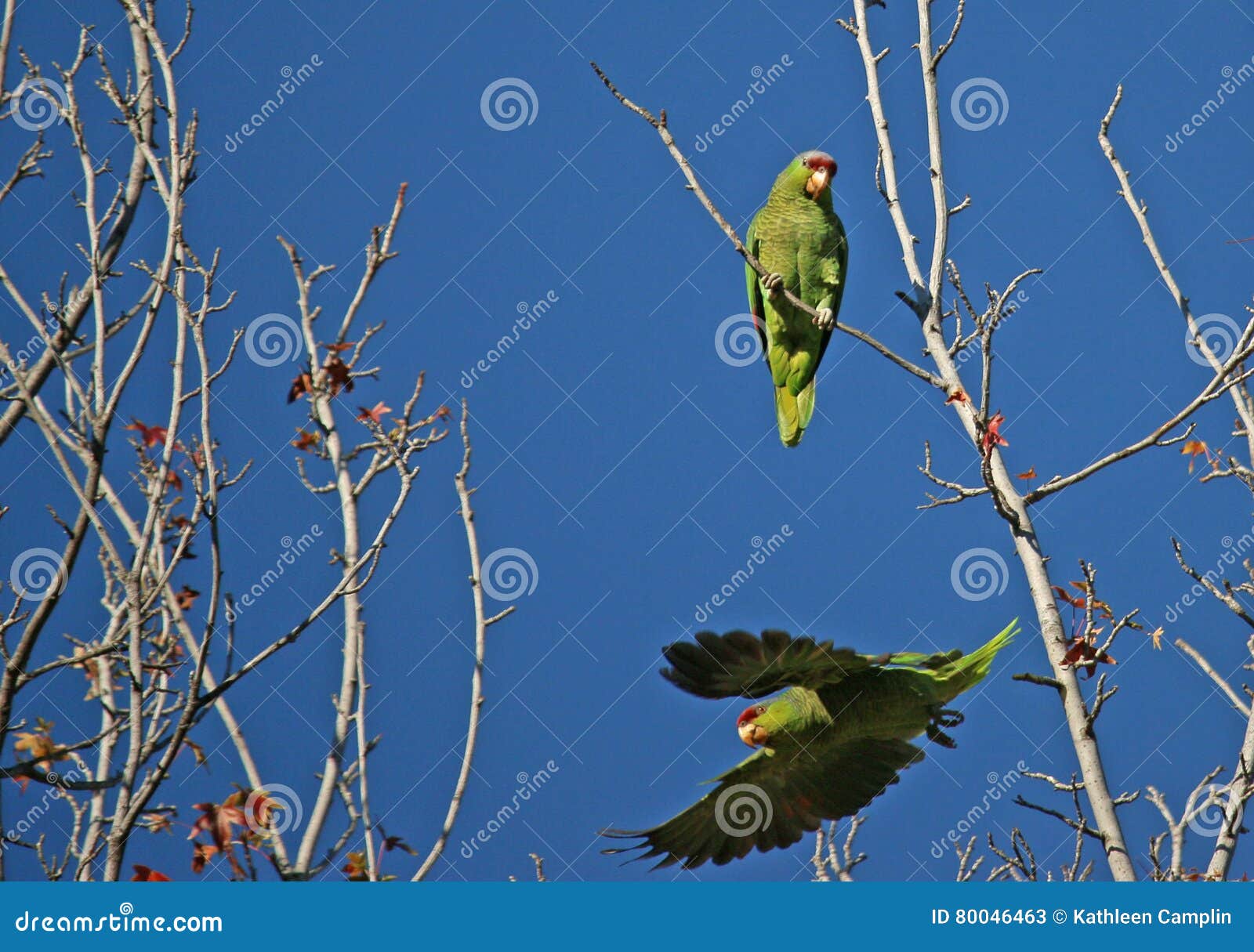Gliding Parrot stock image. Image of action, gliding - 80046463