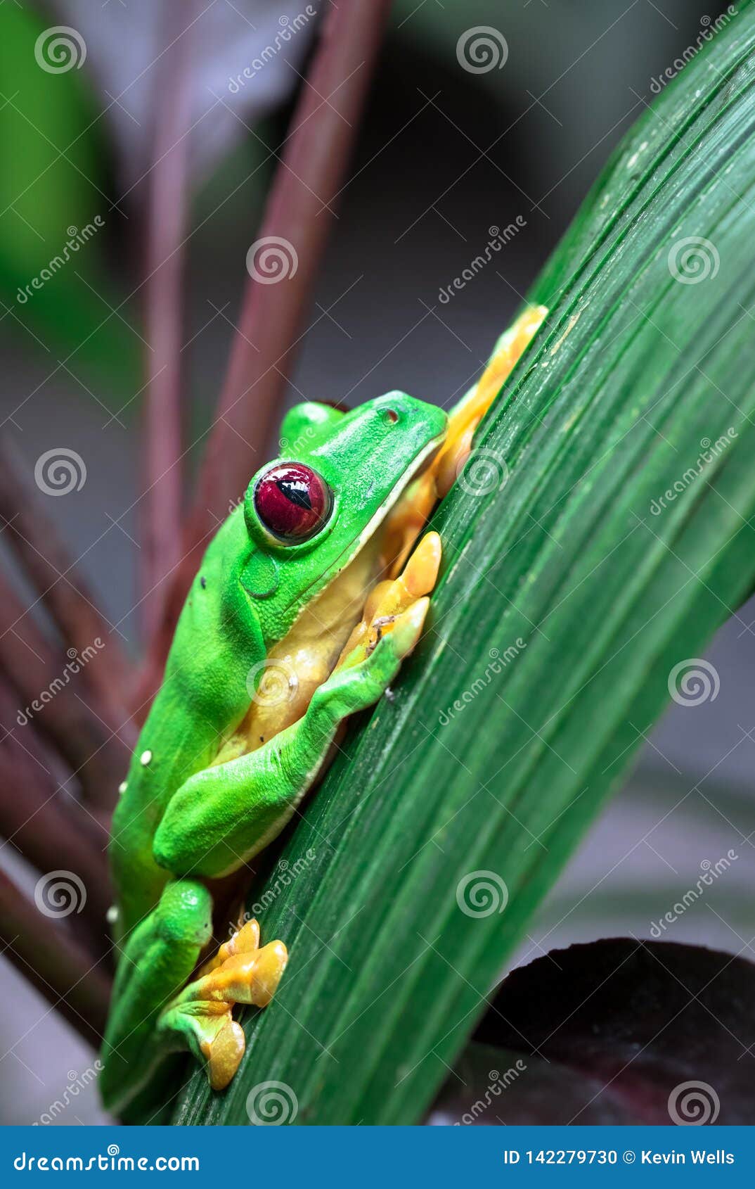 Gliding Tree Frog Agalychnis Spurrelli Stock Photo - Image of colour ...