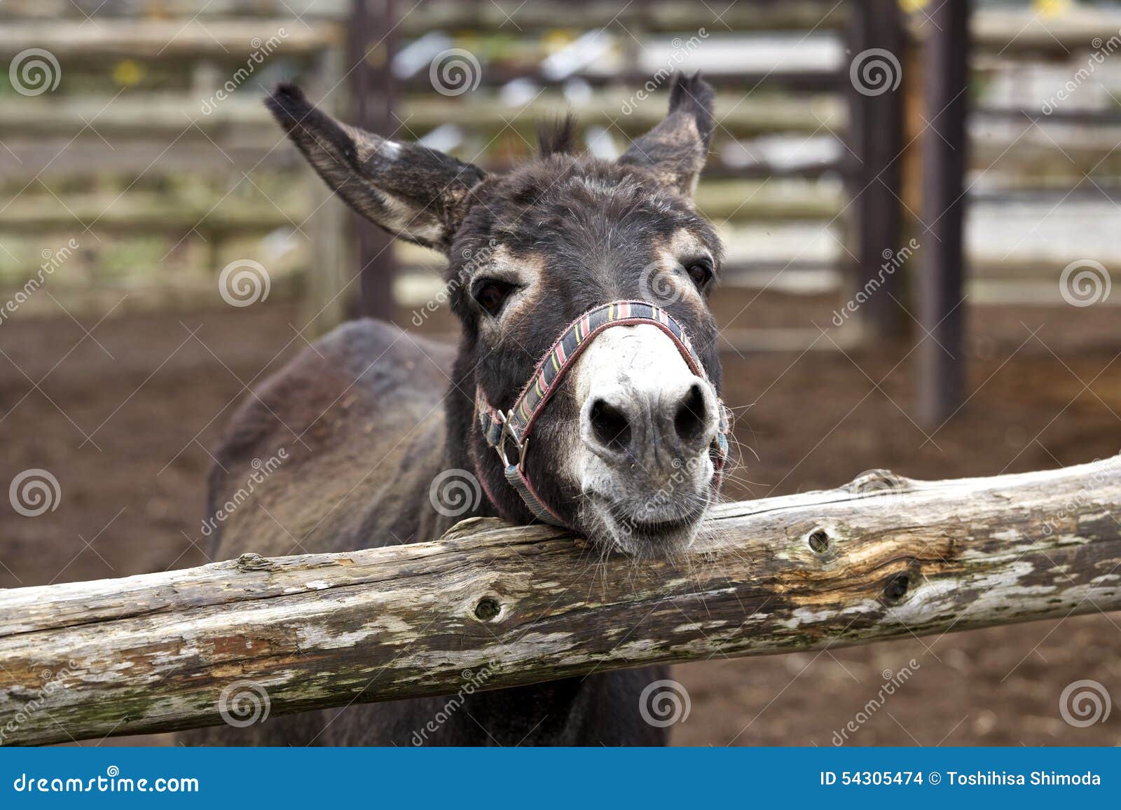 Glimlach van een ezel stock foto. Image of last, achterste - 54305474