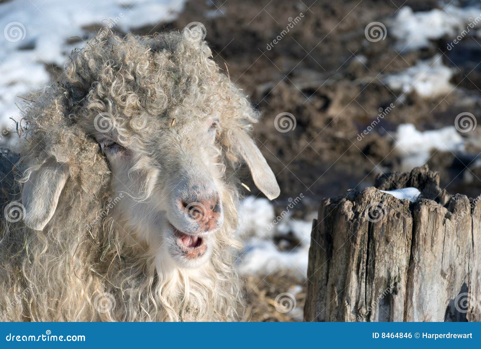 Glimlachende Angora Geit stock foto. Image of open, marlboro - 8464846