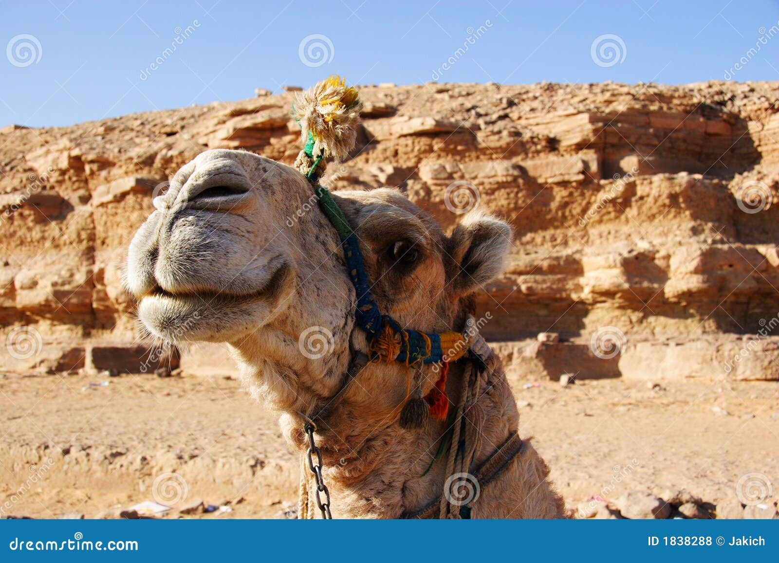 Glimlachende Kameel, Egypte Stock Foto - Image of zadel, reis: 1838288