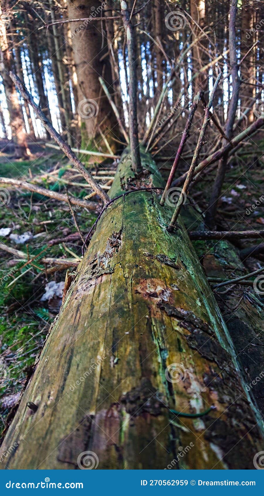 A Glimpse into the Complexities of a Pine Tree Stock Image - Image of ...