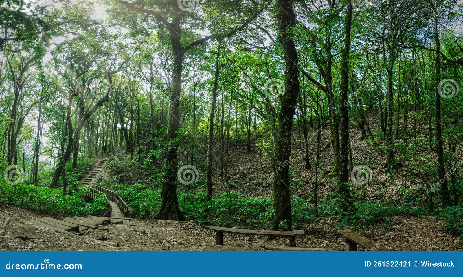 Glimpse of Sunlight Making Its Way To a Dense Forest with Leafy Tall ...