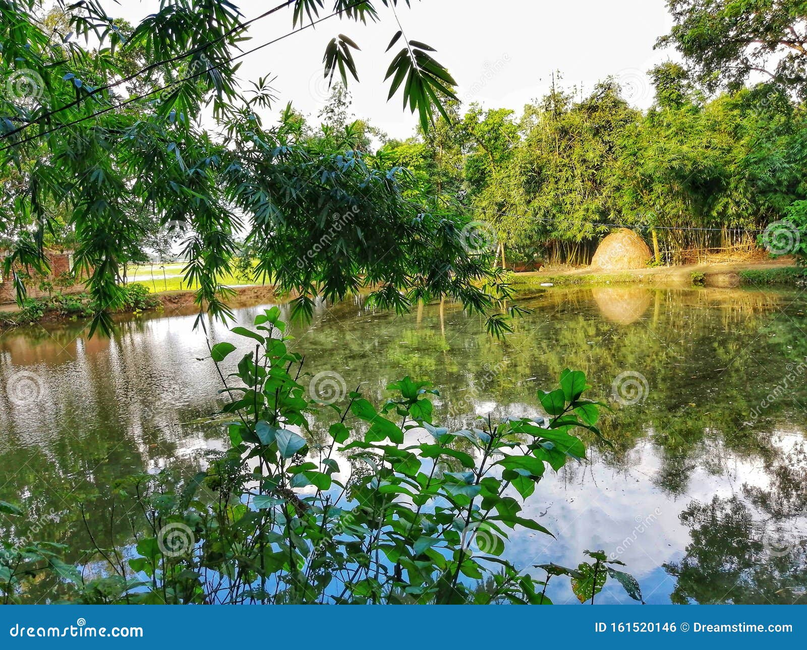 Glimpse of a Village of Bangladesh Stock Photo - Image of village, tree ...